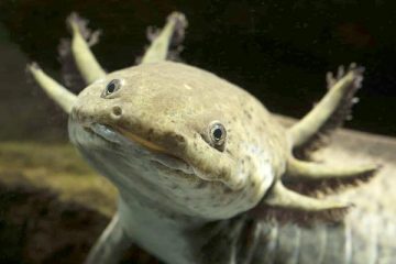 Dead Axolotl: Causes, Prevention, and What to Do Next - Small Pets 101