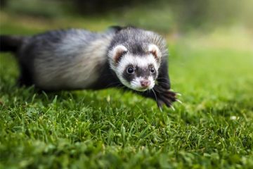 What Do Ferrets Eat In the Wild: A Wild Ferret’s Very Specialized Diet ...