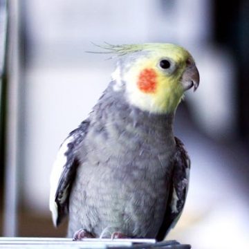 Why Do Cockatiels Grind Their Beaks? - Small Pets 101