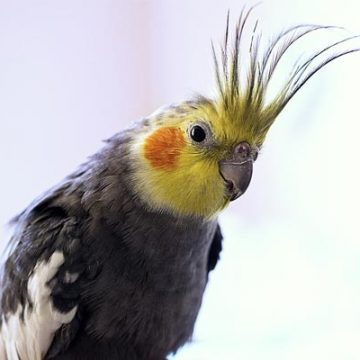 Male vs Female Cockatiel: How to Tell Your Cockatiel Gender – Small ...