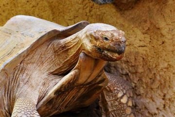 Do Tortoises Bite: Yes But the Reason Is Not What You Think - Small ...